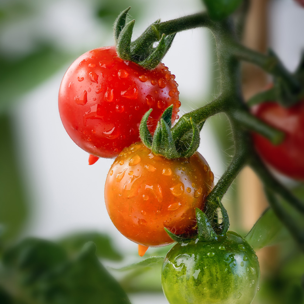 Raising Tomato in Raised Bed - Ruhlig Farms & Gardens